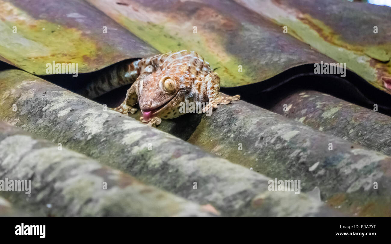 Tokay Gecko Eating
