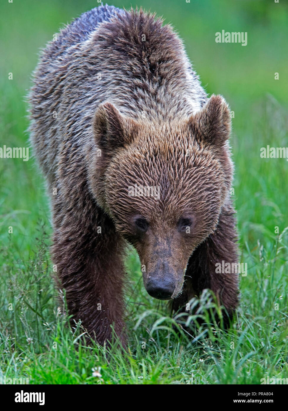 European brown bear standing Stock Photo - Alamy