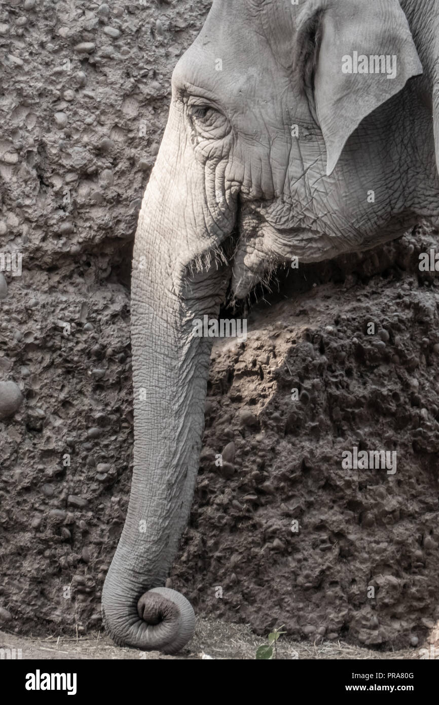 Elephant profile portrait Stock Photo - Alamy