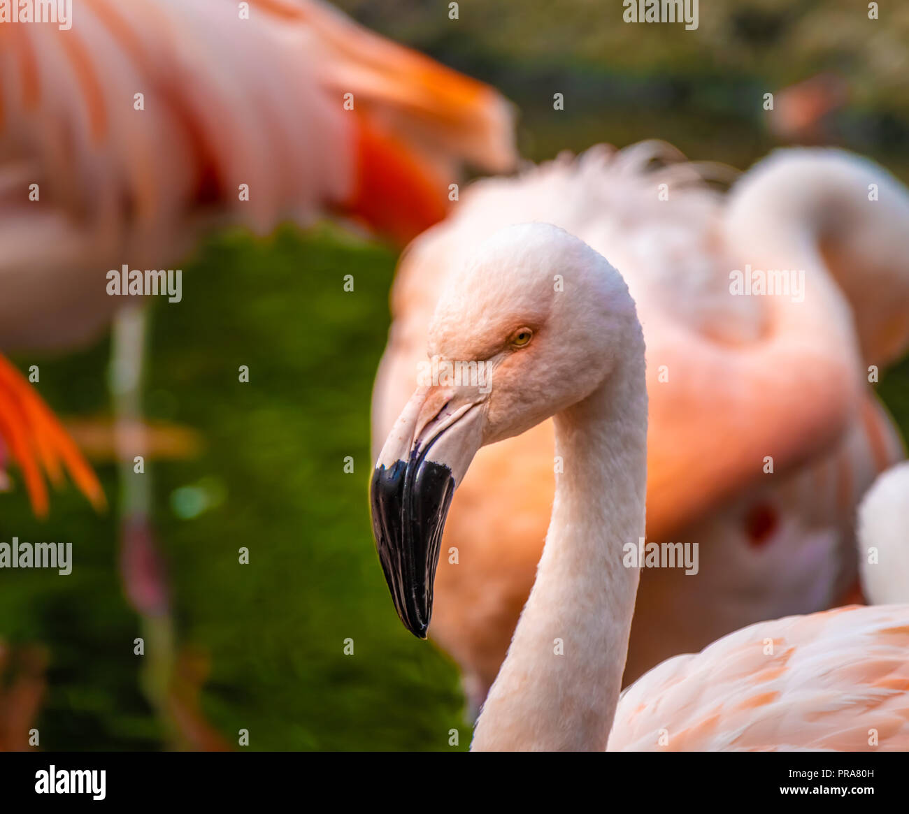 Closeup of a flamingo Stock Photo - Alamy