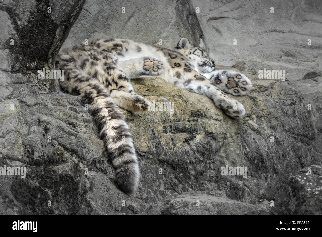 Snow leopard sleeping on a rock Stock Photo - Alamy
