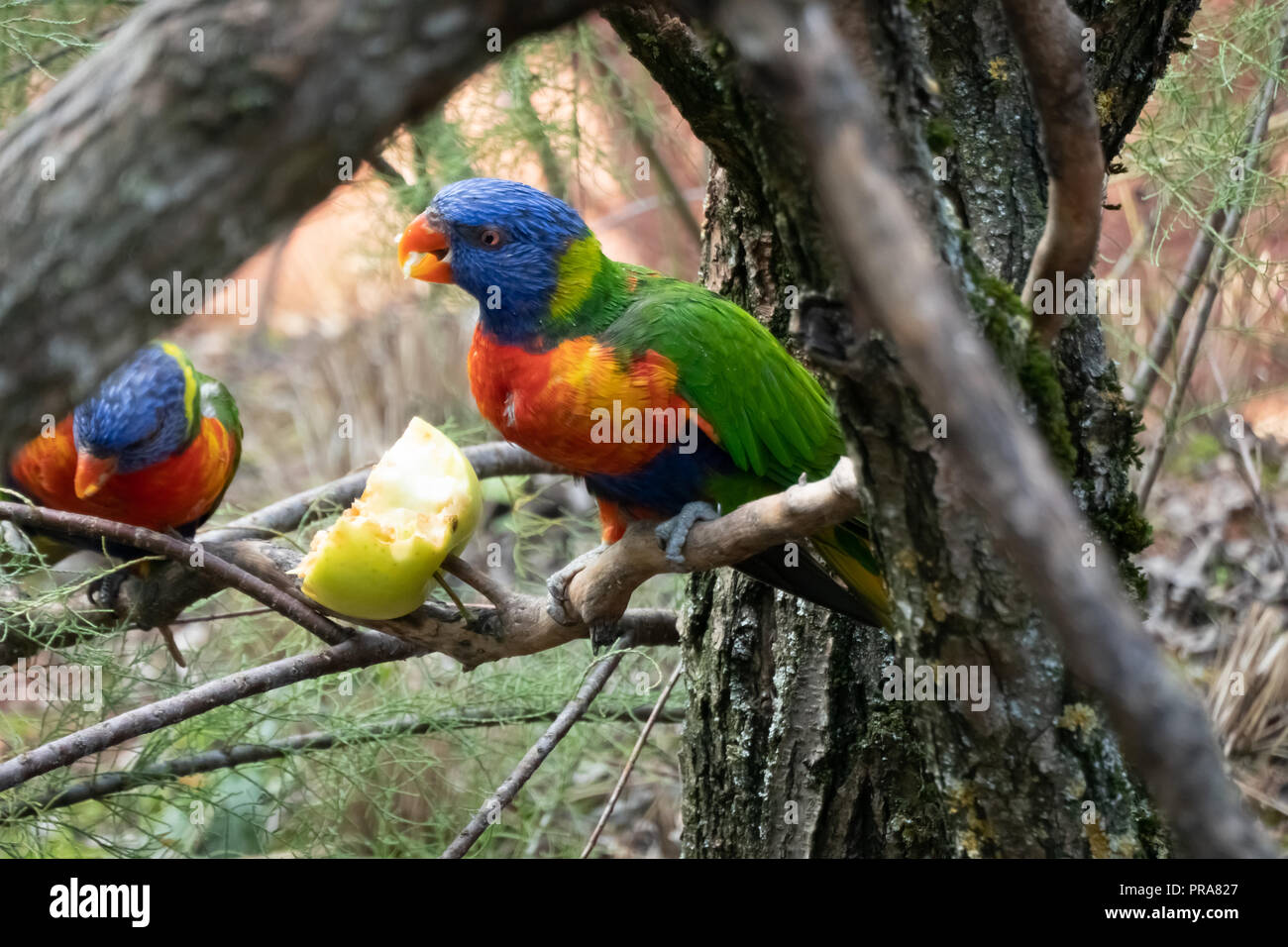 Sun Conure parrots, also know as sun parakeet (Aratinga solstitialis ...