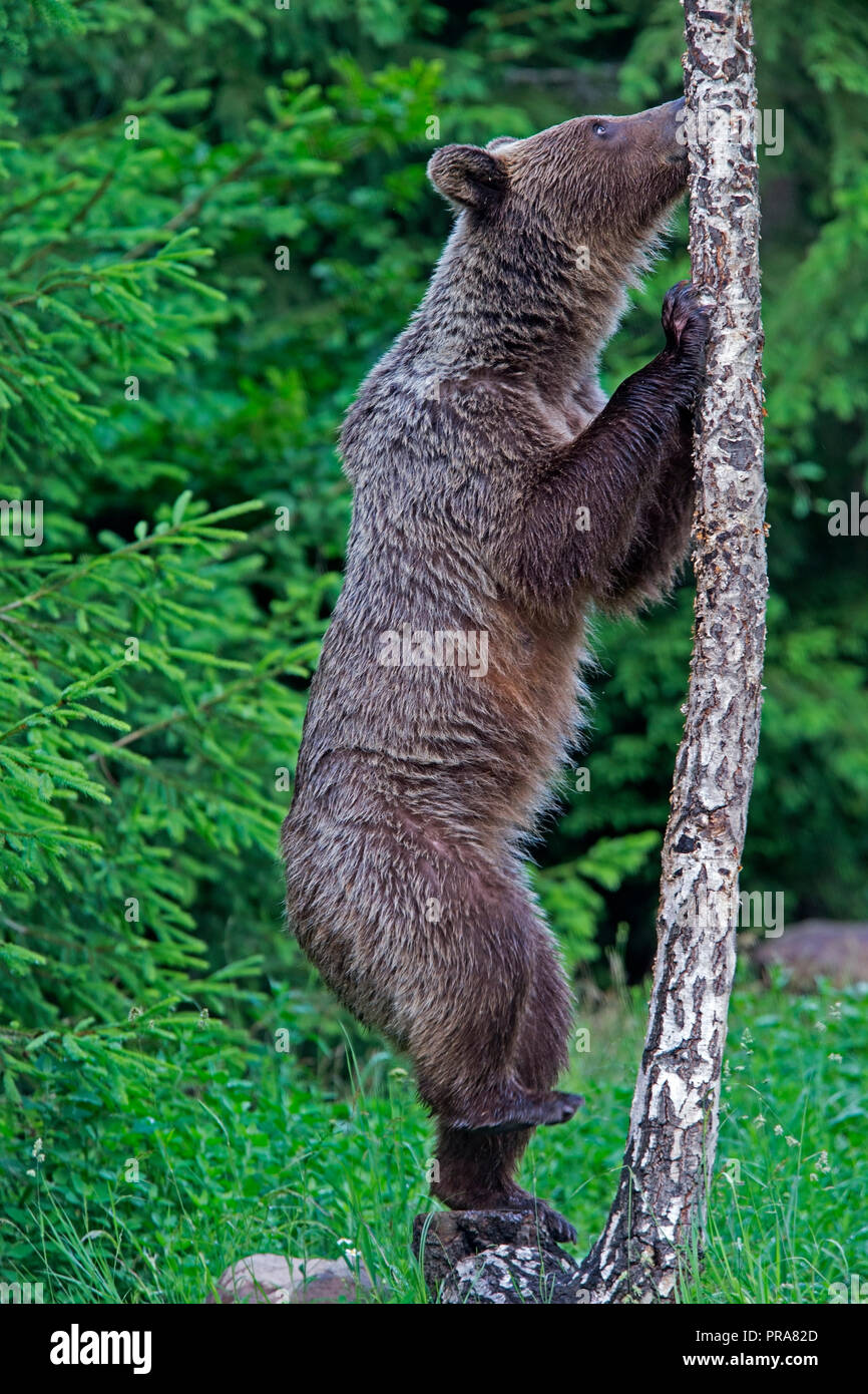 European brown bear climbing tree Stock Photo - Alamy
