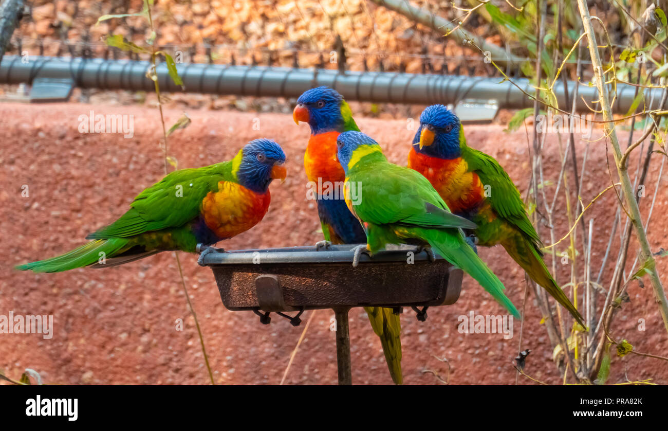 Sun Conure parrots, also know as sun parakeet (Aratinga solstitialis ...