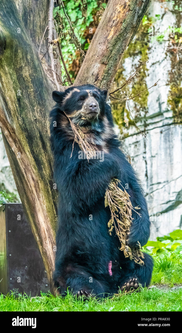 Spectacled bear (also known as the Andean bear or Andean short-faced ...