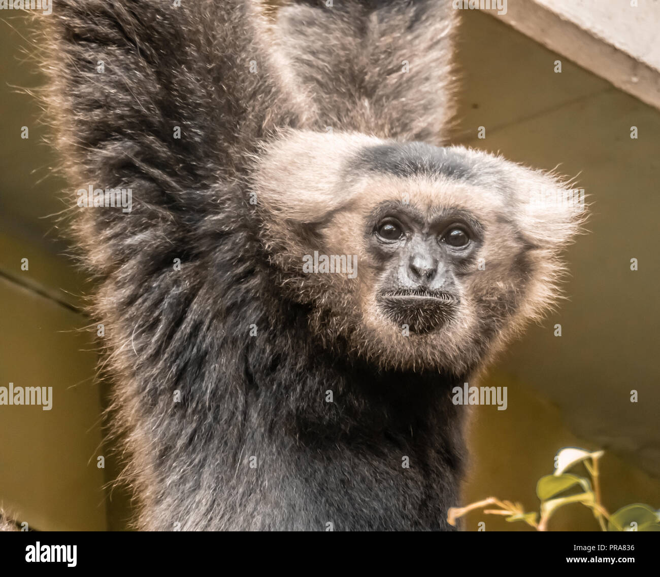 Gibbon evolution hi-res stock photography and images - Alamy