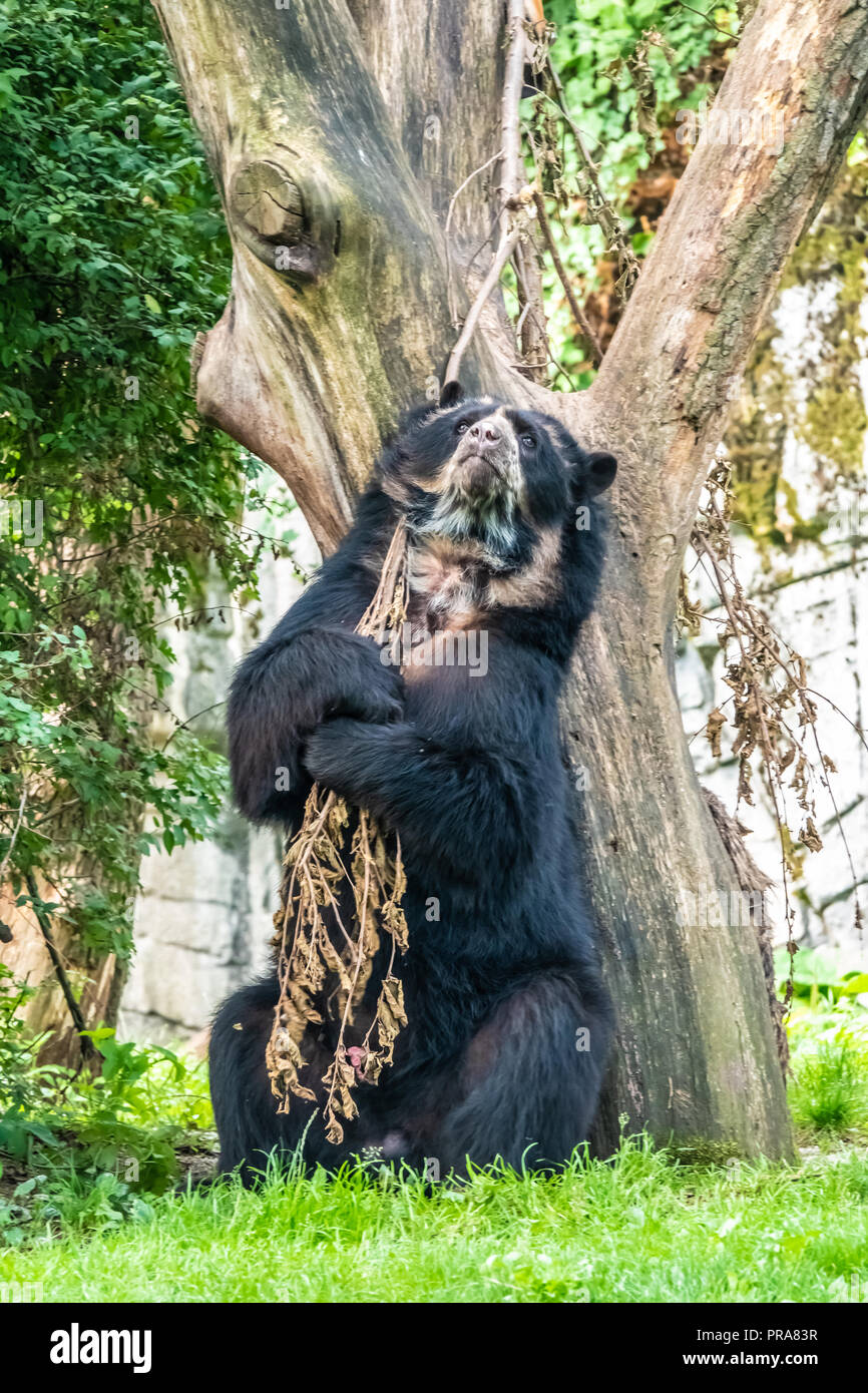 Spectacled bear (also known as the Andean bear or Andean short-faced ...