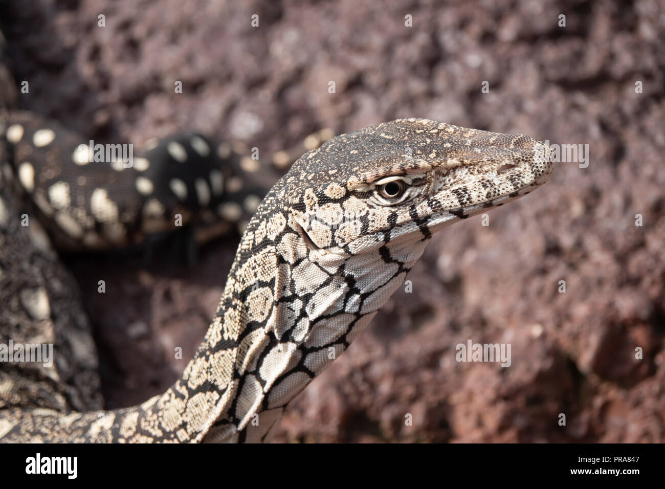 Monitor lizards, large lizards in the genus Varanus, native to Africa ...