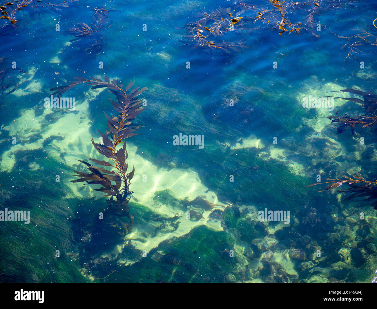 Floating seaweed in shallow seabed in sunny tropical location Stock ...