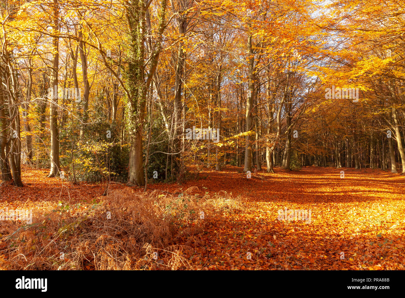 Autumn woodland trees in amazing colour of orange and red fall leaves ...