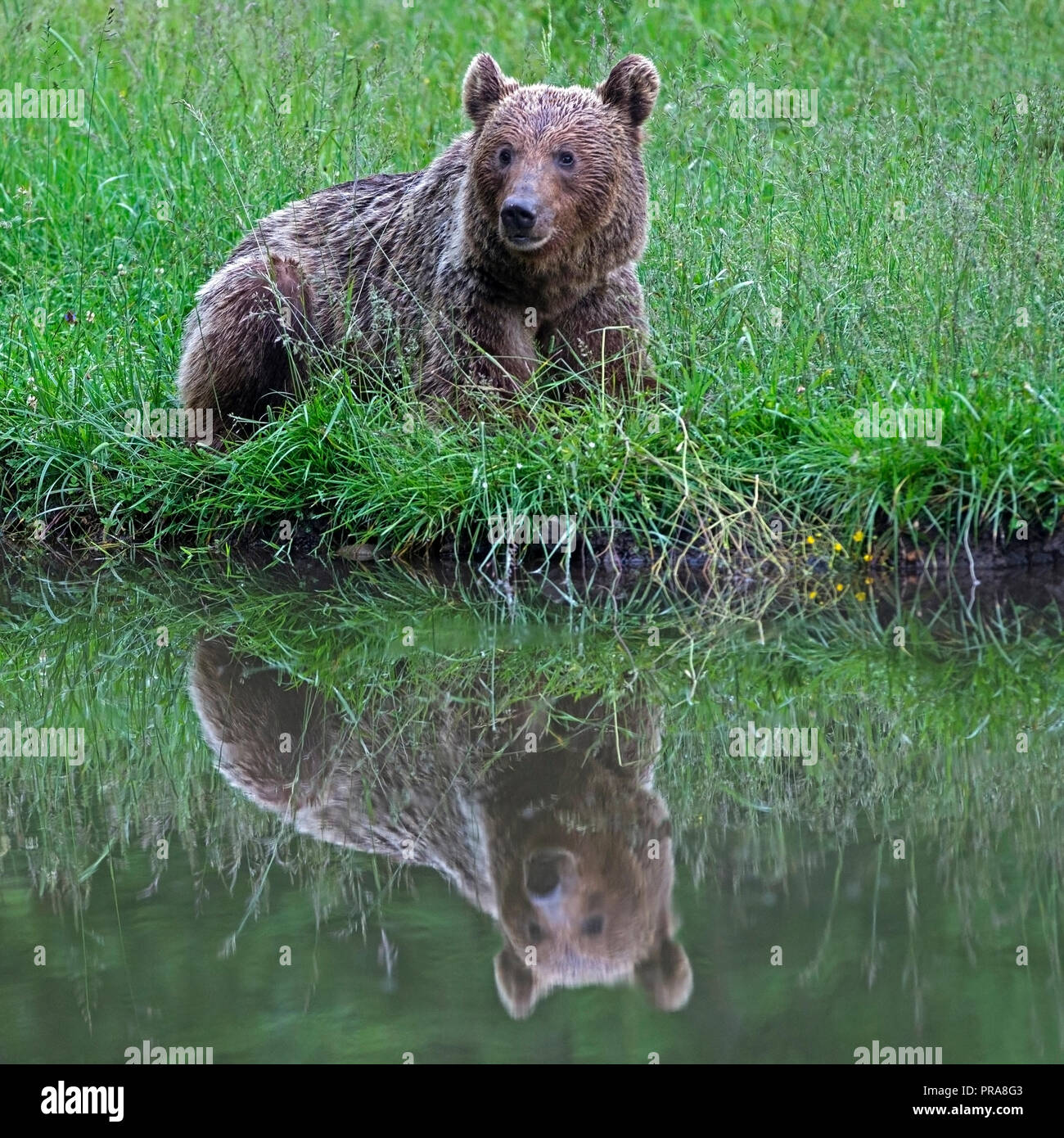 European brown bear by water with reflection Stock Photo - Alamy