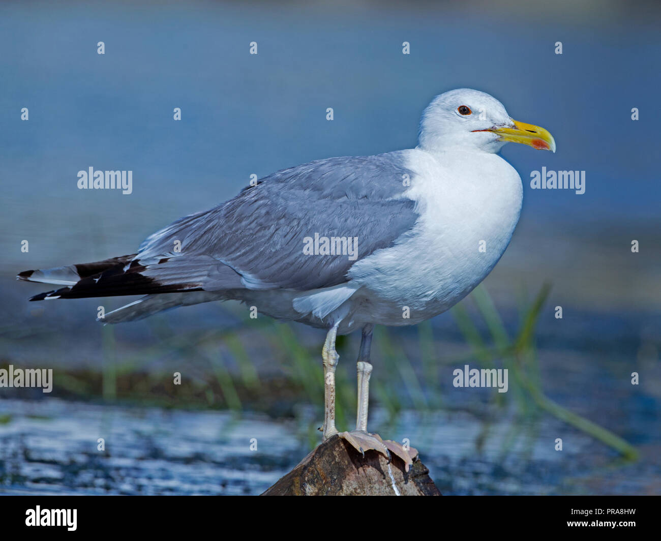 Caspian gull perched Stock Photo - Alamy