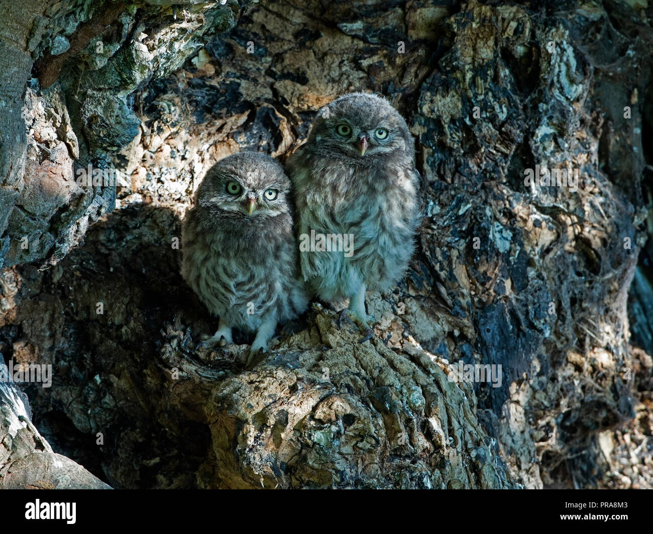 Juvenile owls hi-res stock photography and images - Alamy