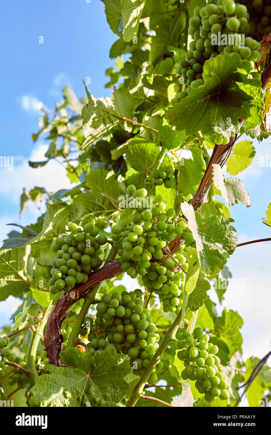 Green wine Grapes on the Vine with Sun Stock Photo - Alamy