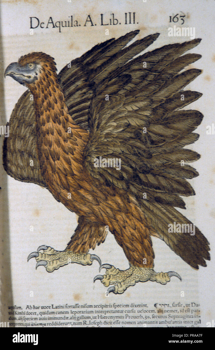 Hand-colored woodcut of an eagle in profile Stock Photo - Alamy