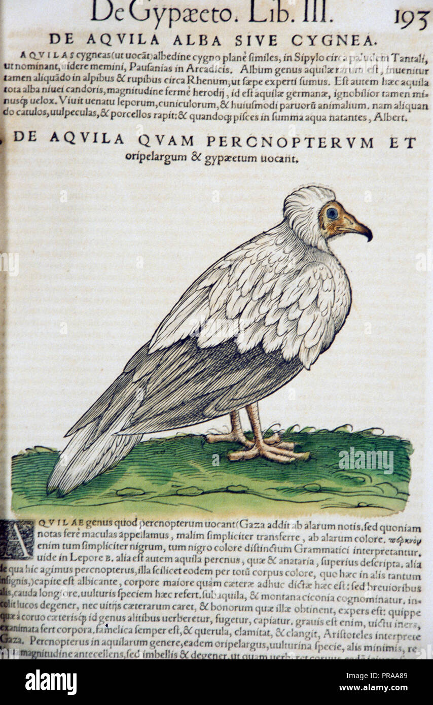 Hand-colored woodcut of the mountain-stork, or "half-eagle Stock Photo ...