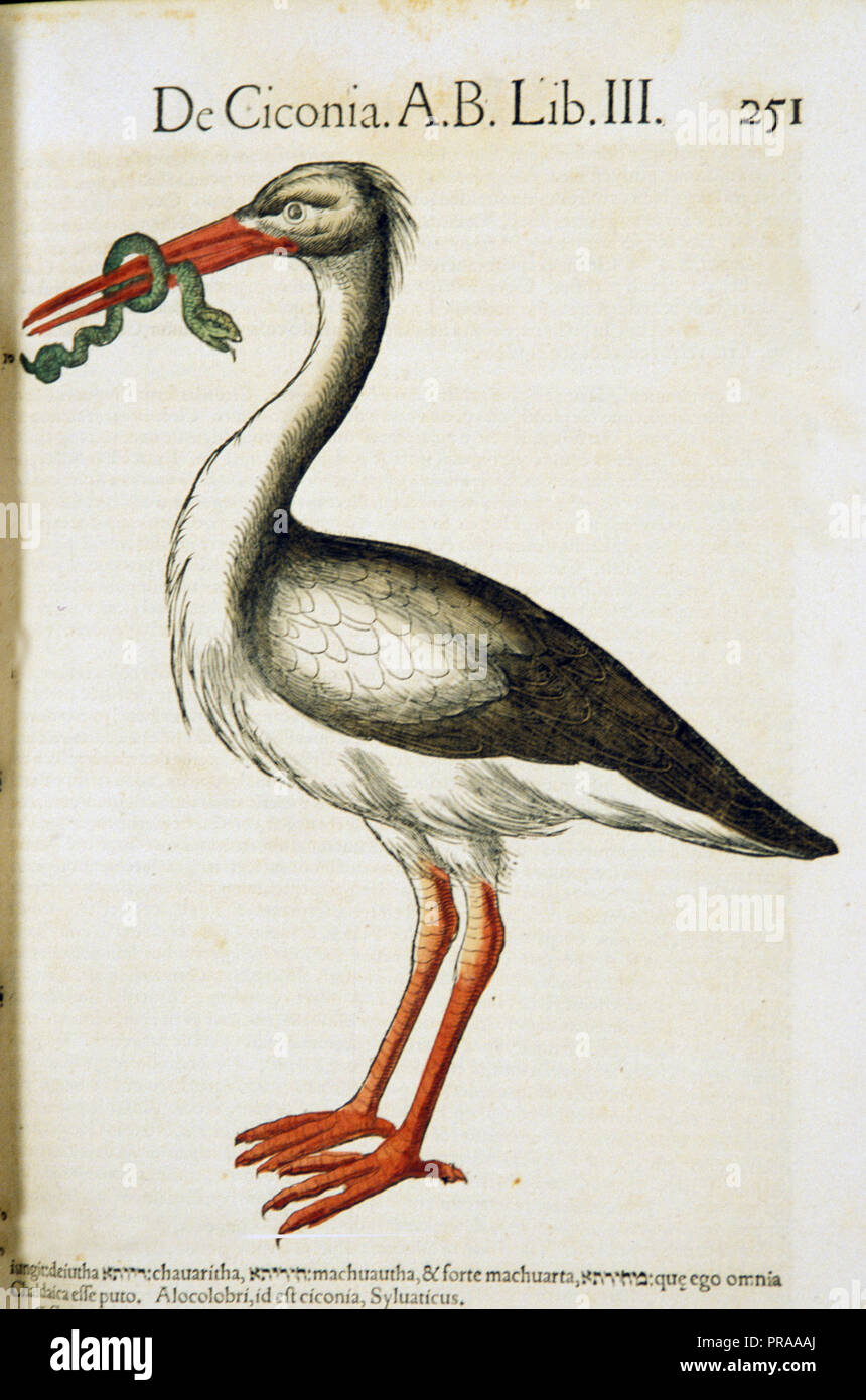 Hand-colored woodcut of a stork in profile Stock Photo - Alamy