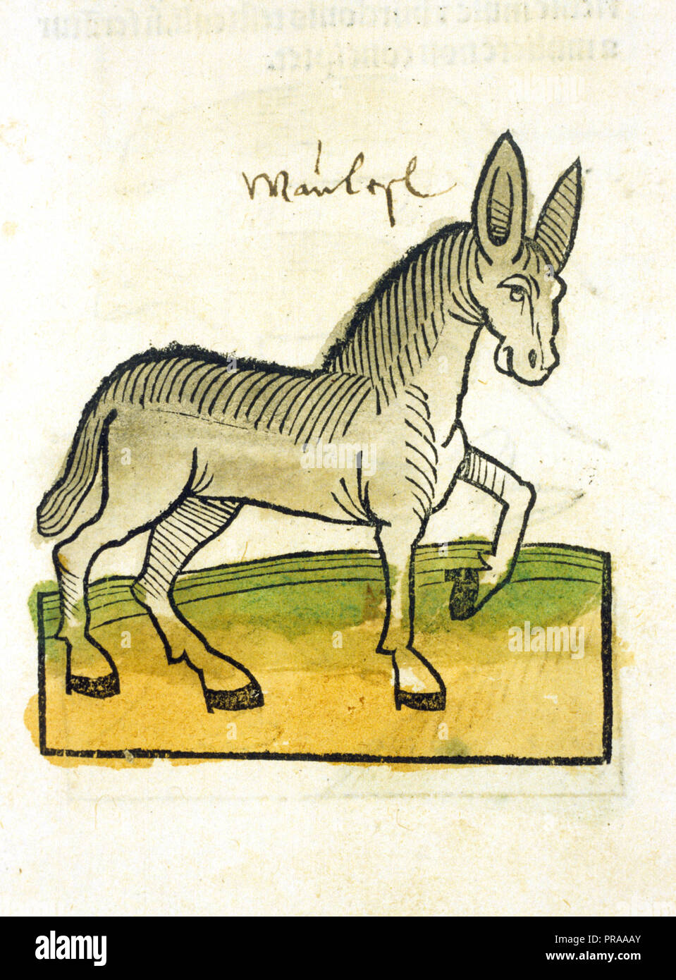 1400s drawing hi-res stock photography and images - Alamy