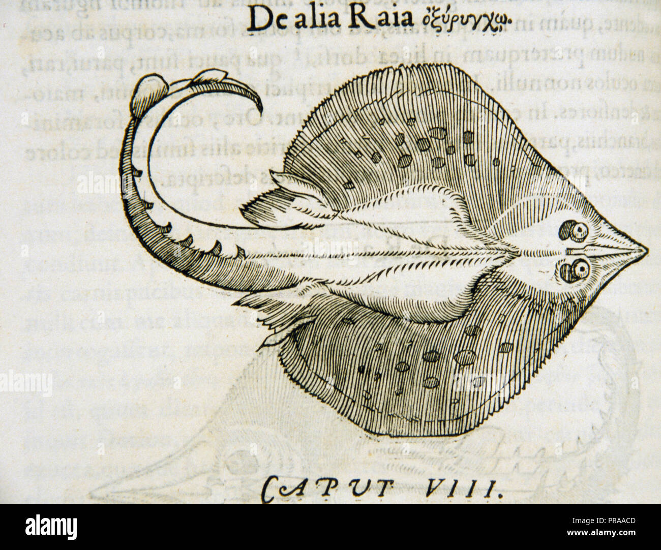 1500s century fish animal illustration hi-res stock photography and ...