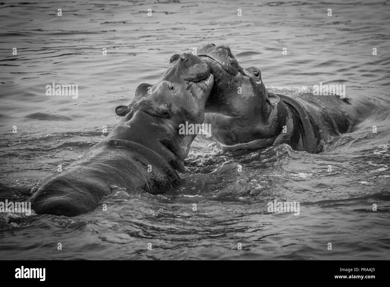 Battle of hippopotamus Stock Photo - Alamy