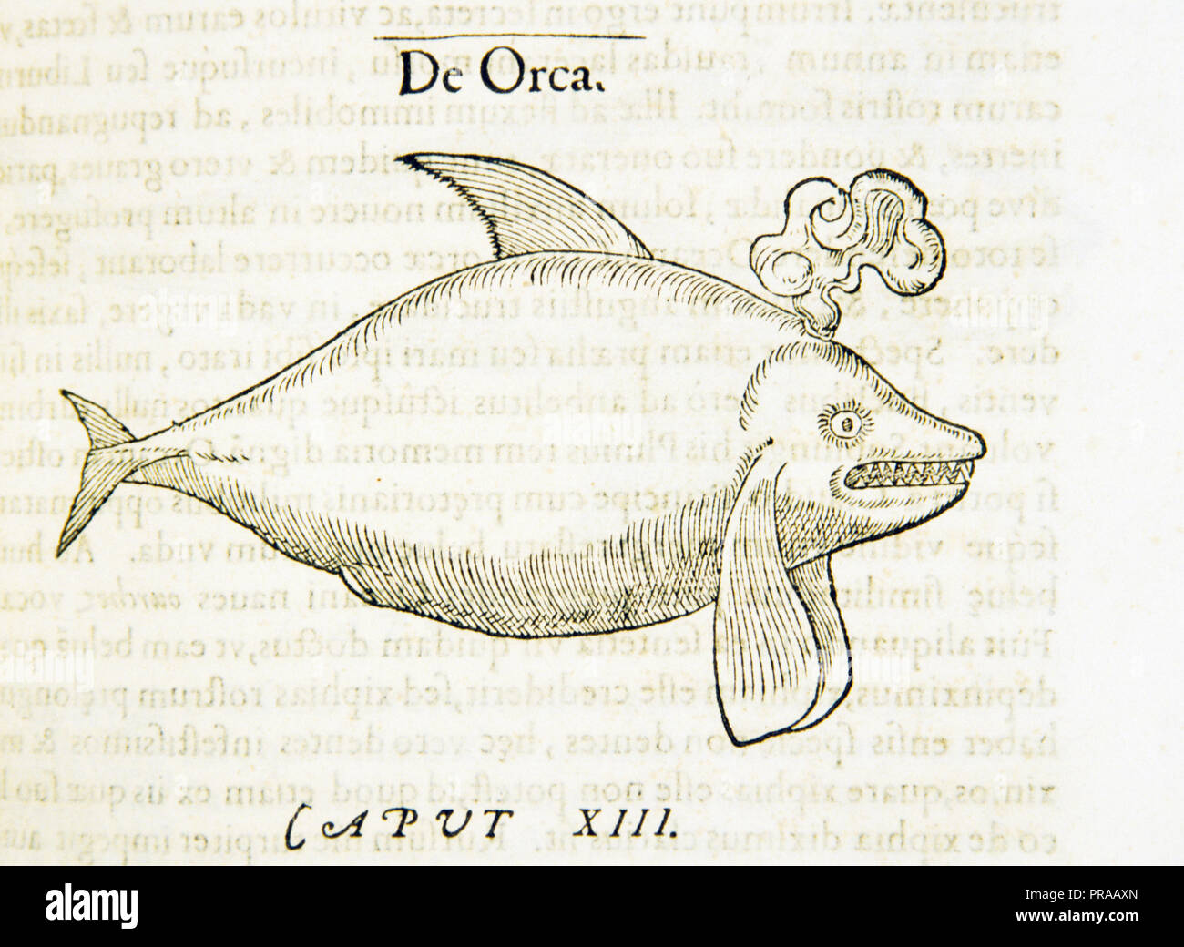 Woodcut illustration of a grampus in profile - Grampus illustration ...