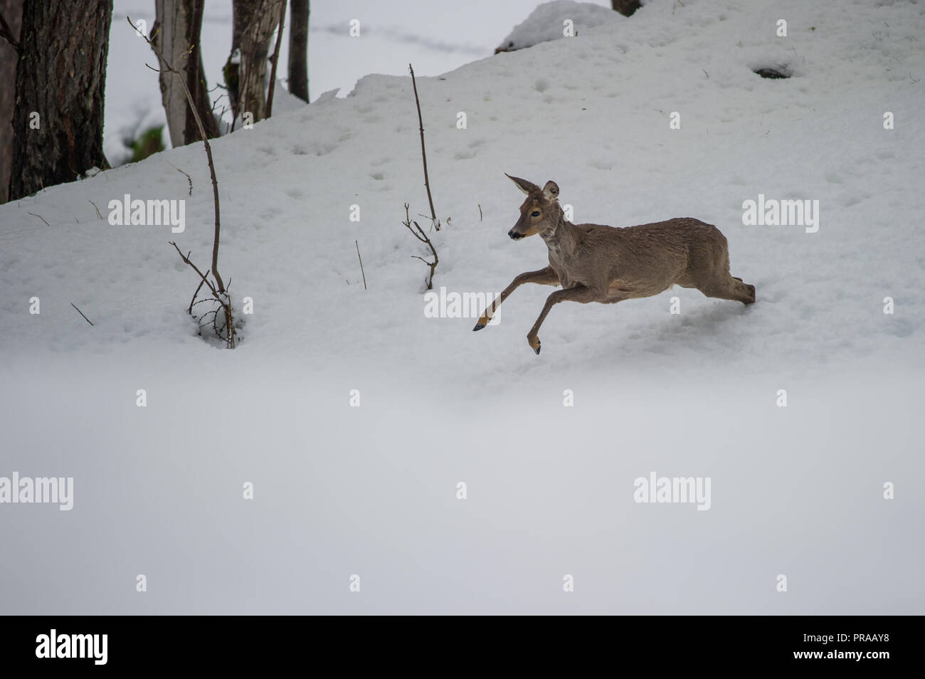 Roe deer running in the snow Stock Photo - Alamy