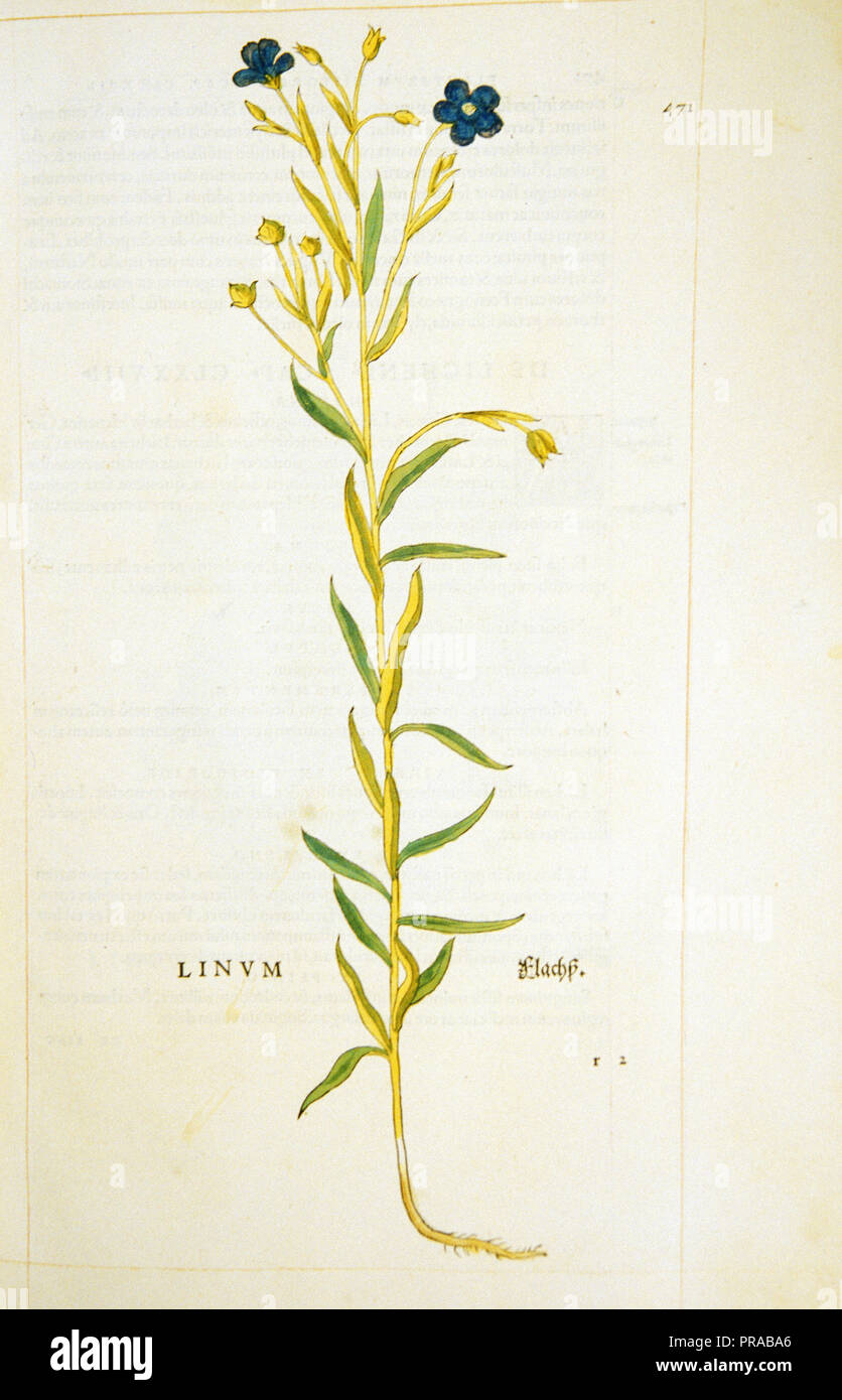 16th Century Plant Drawing High Resolution Stock Photography and Images ...