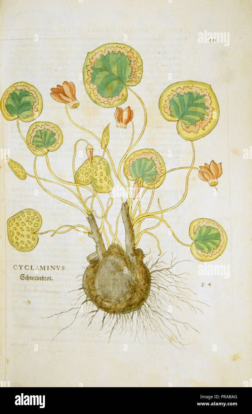 Hand colored woodcut hi-res stock photography and images - Alamy