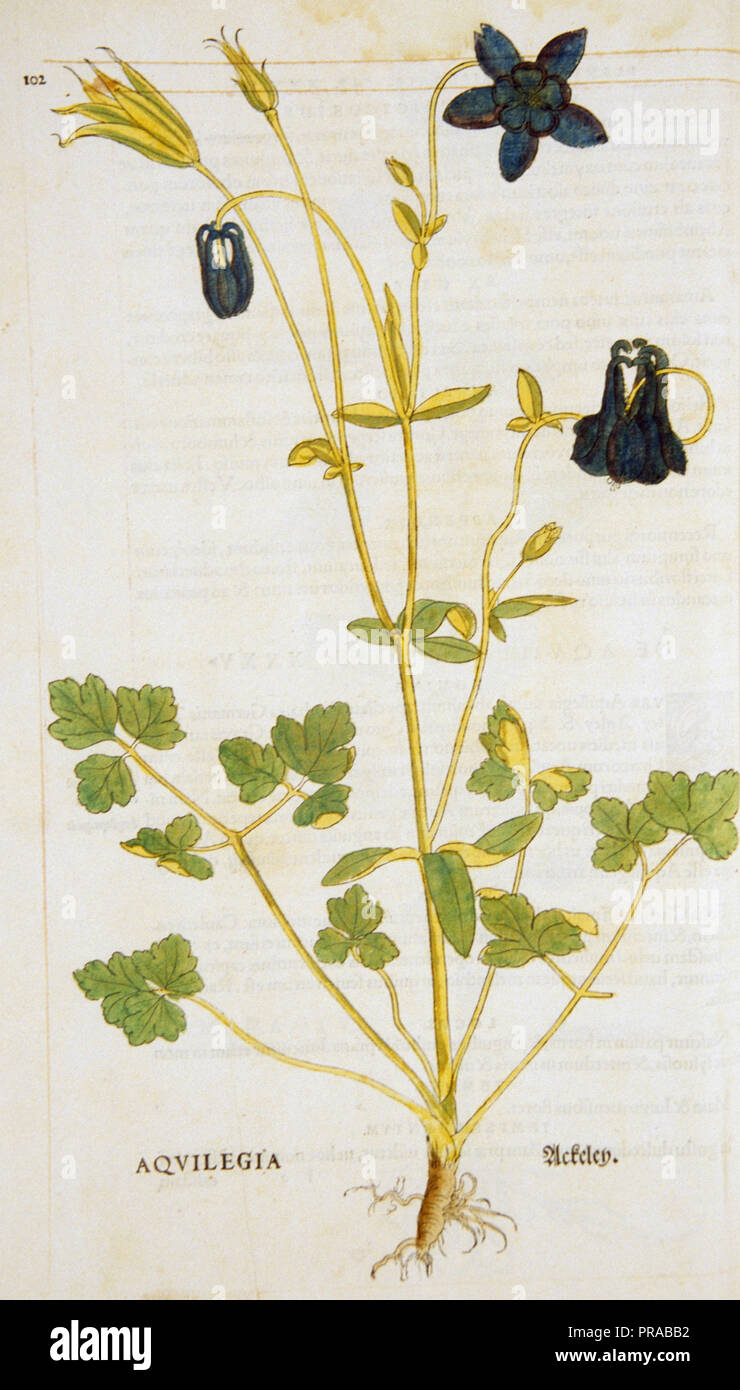 Hand-colored woodcut of the columbine plant Stock Photo - Alamy