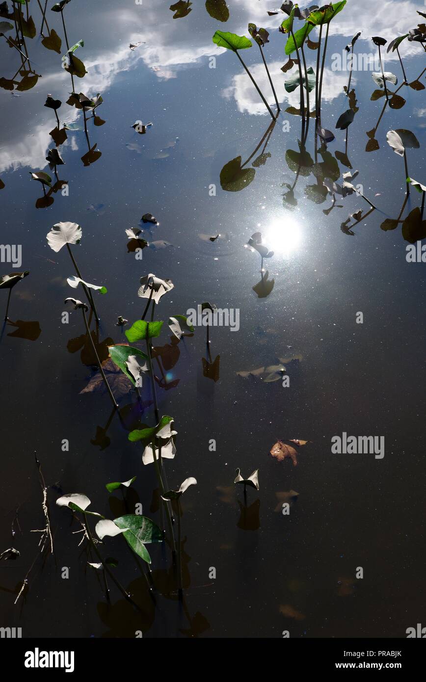 Dark pool of water with plants hi-res stock photography and images - Alamy