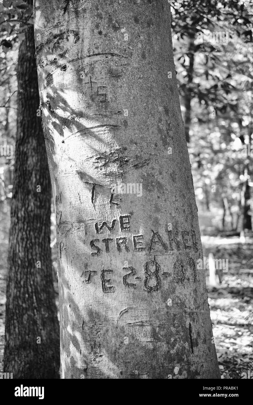 Tree with carved bark bearing the inscription "We streaked 2-8-89 ...