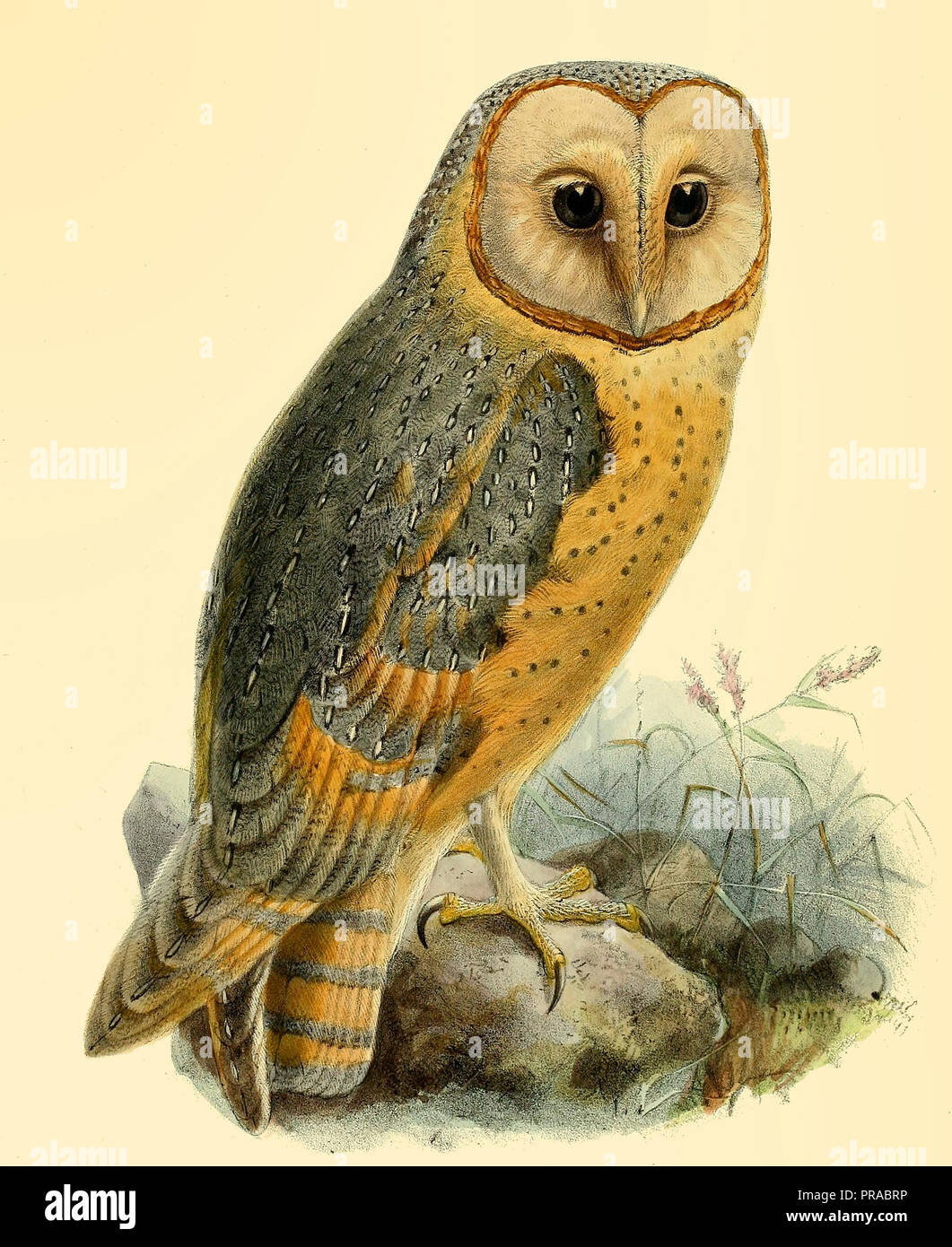 Vintage Barn Owl Illustration