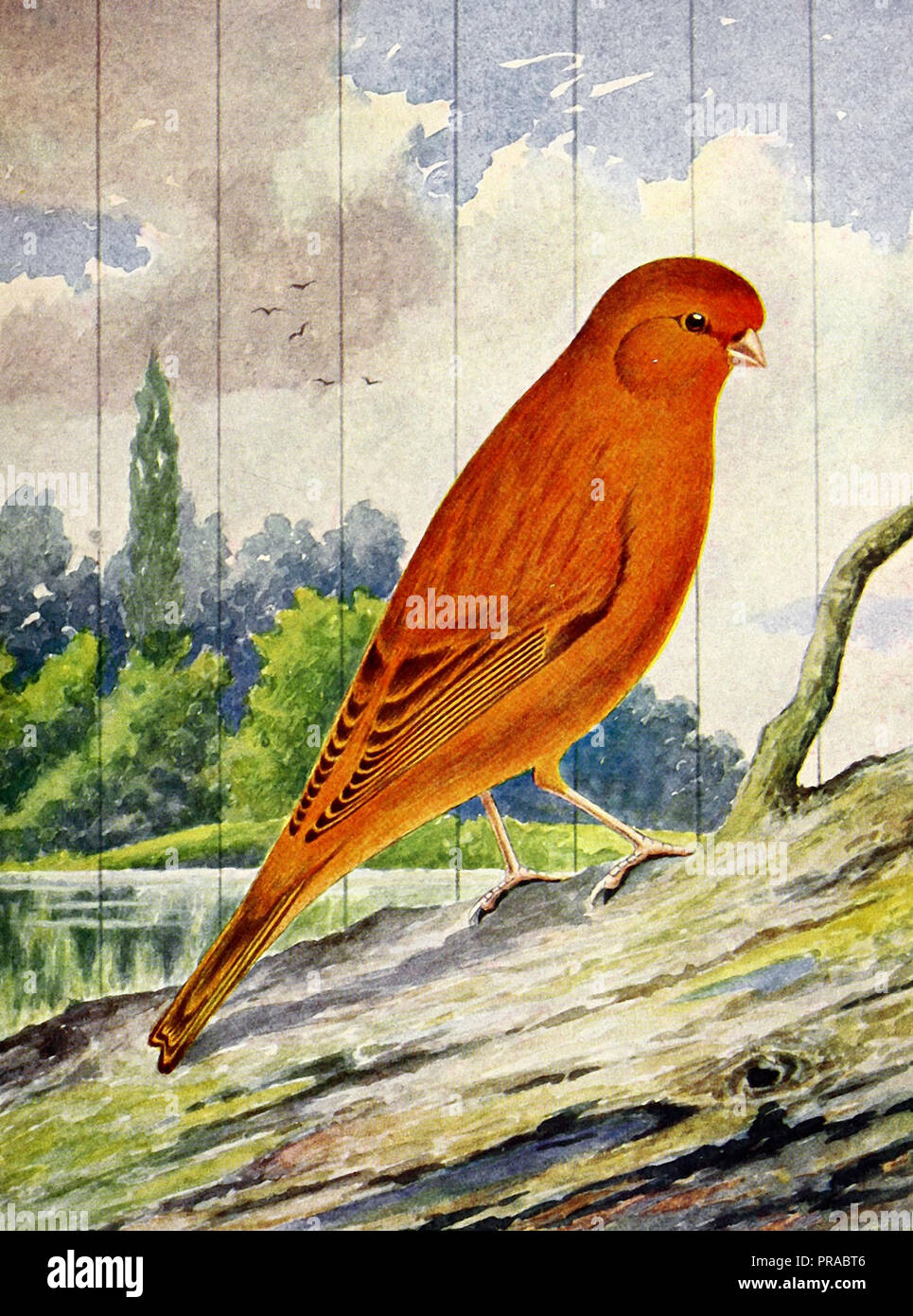 Self Yellow Cinnamon Canary Stock Photo - Alamy