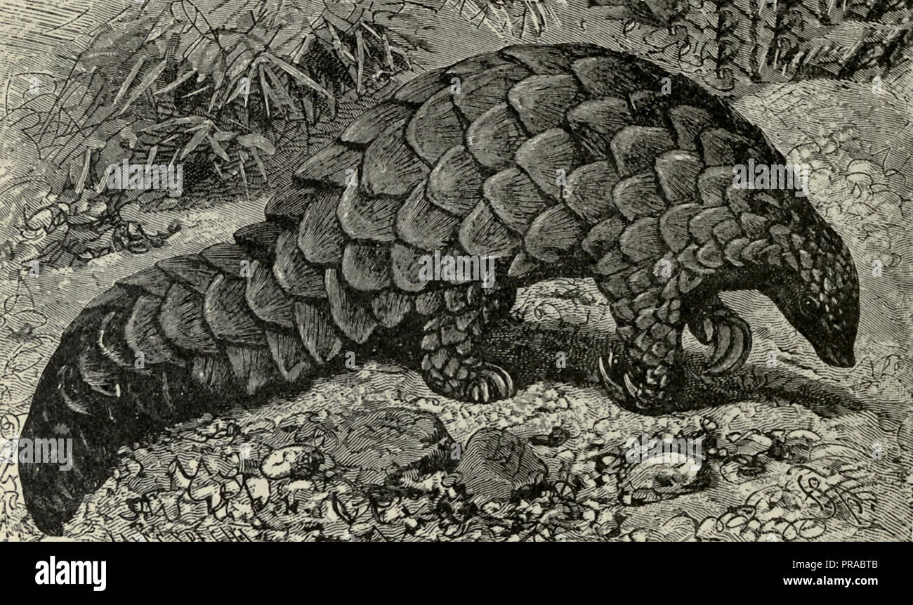 Short tailed pangolin hi-res stock photography and images - Alamy