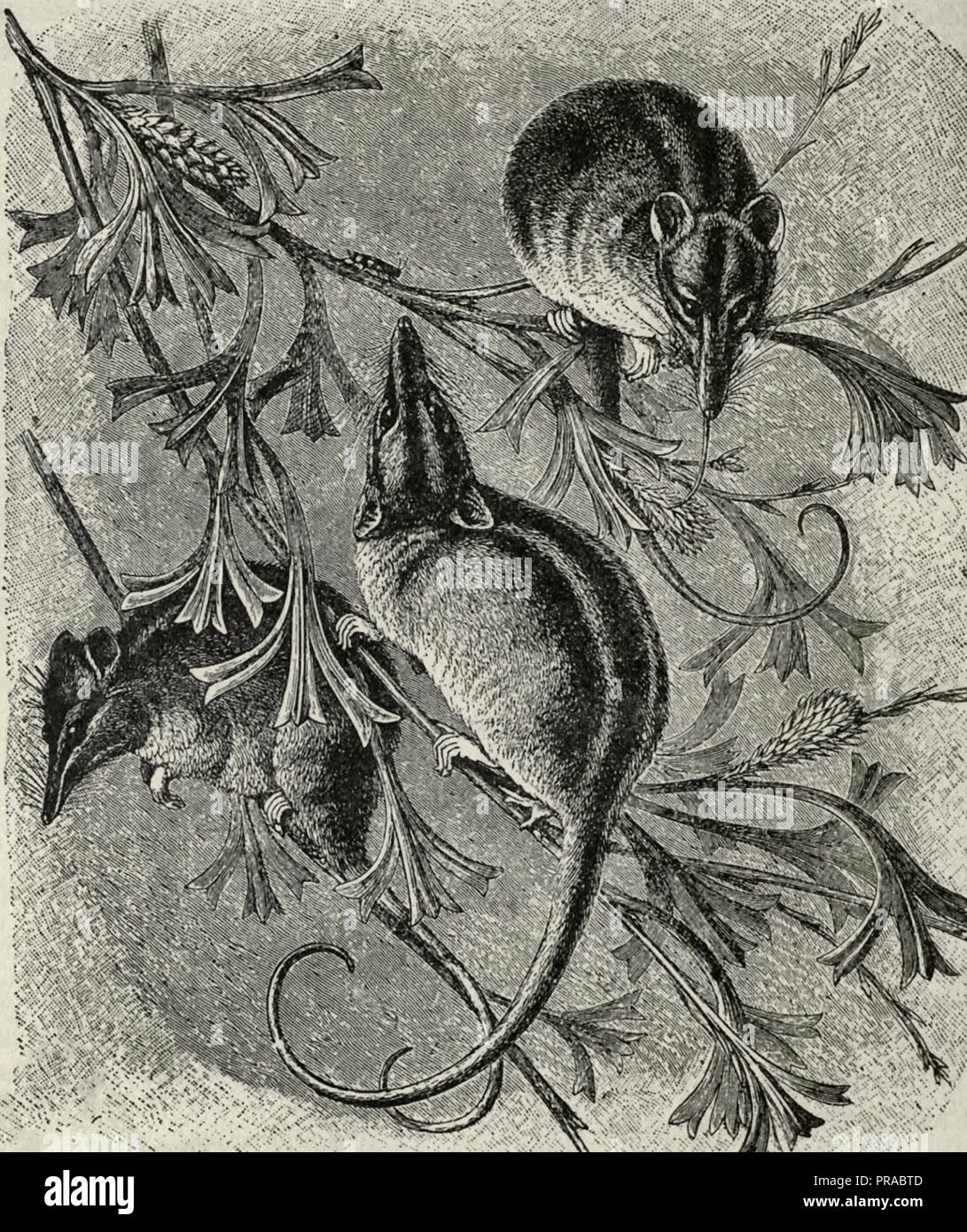 Long snouted phalanger hi-res stock photography and images - Alamy