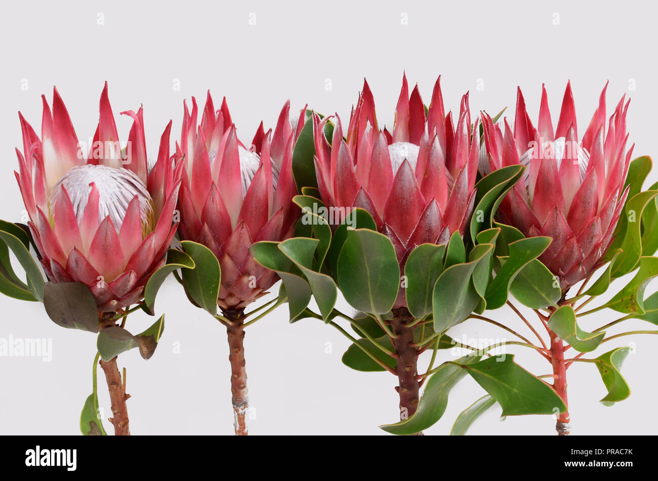 King protea plant for background Stock Photo - Alamy
