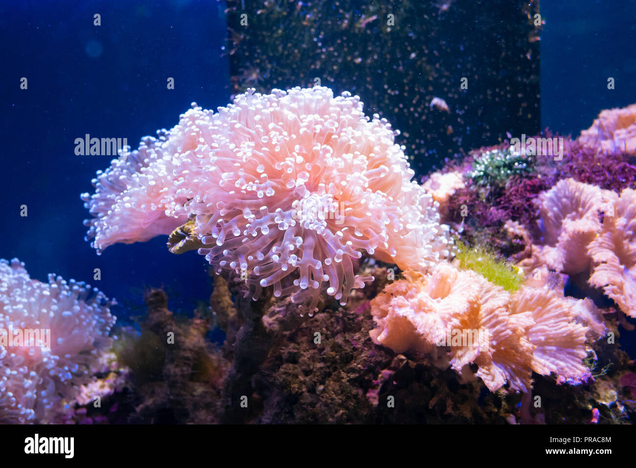 Underwater Ocean Flowers