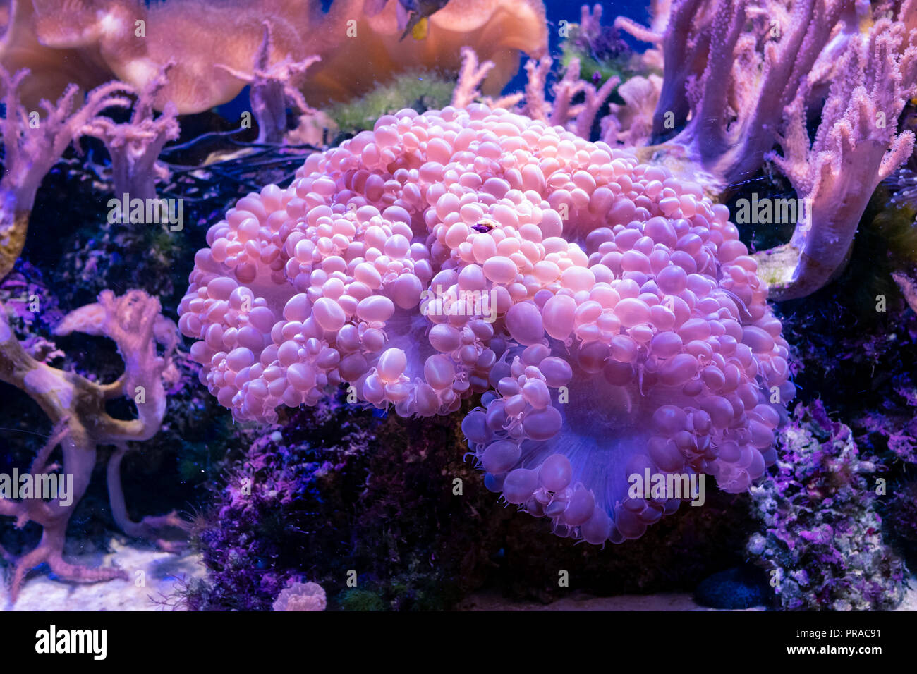 Beautiful sea flower in underwater world with corals and fish Stock ...