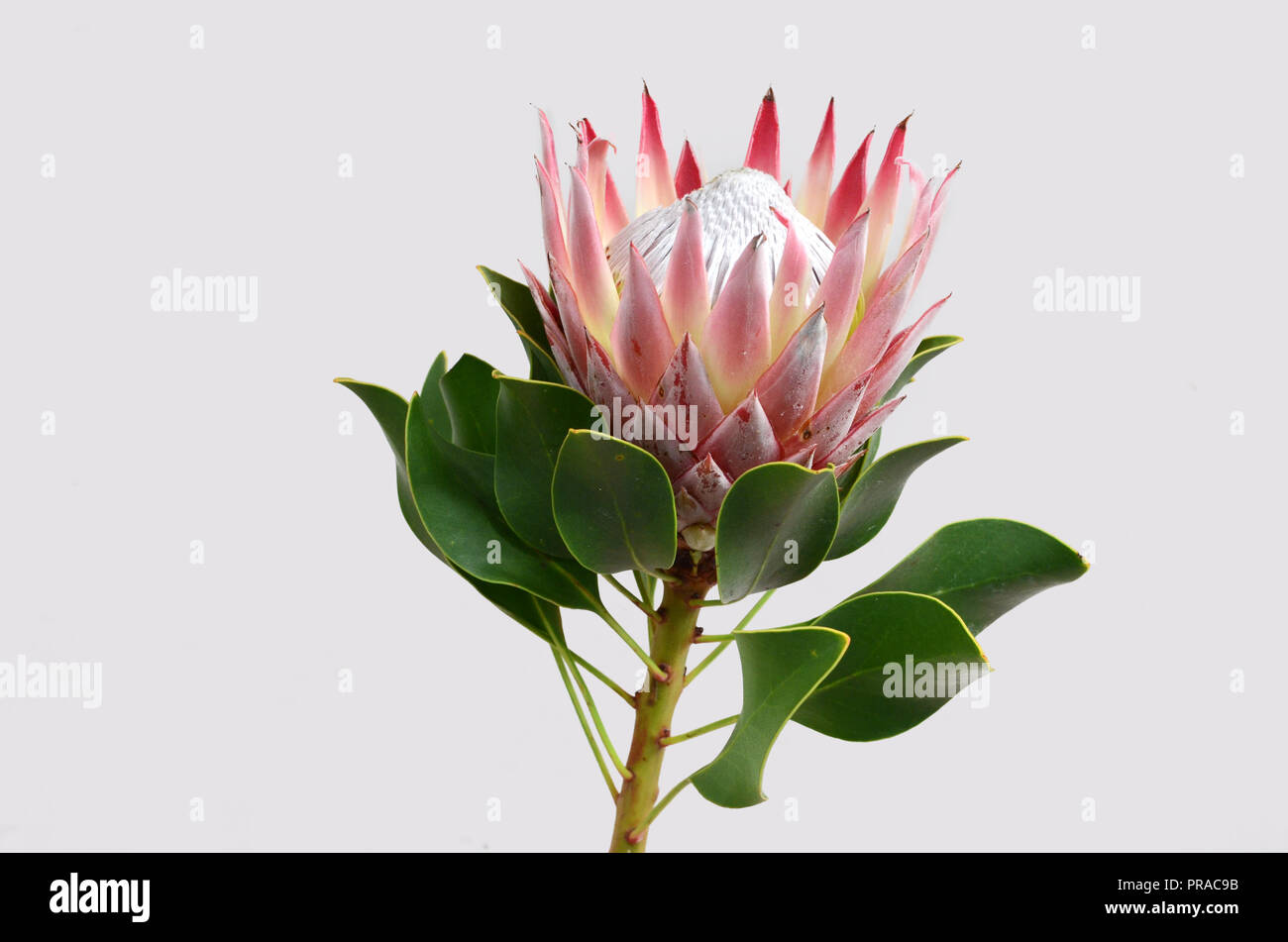King Protea Plant