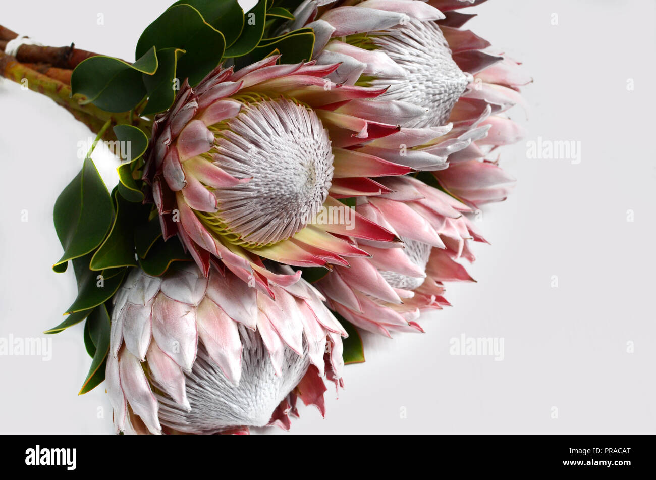 King protea plant for background Stock Photo - Alamy