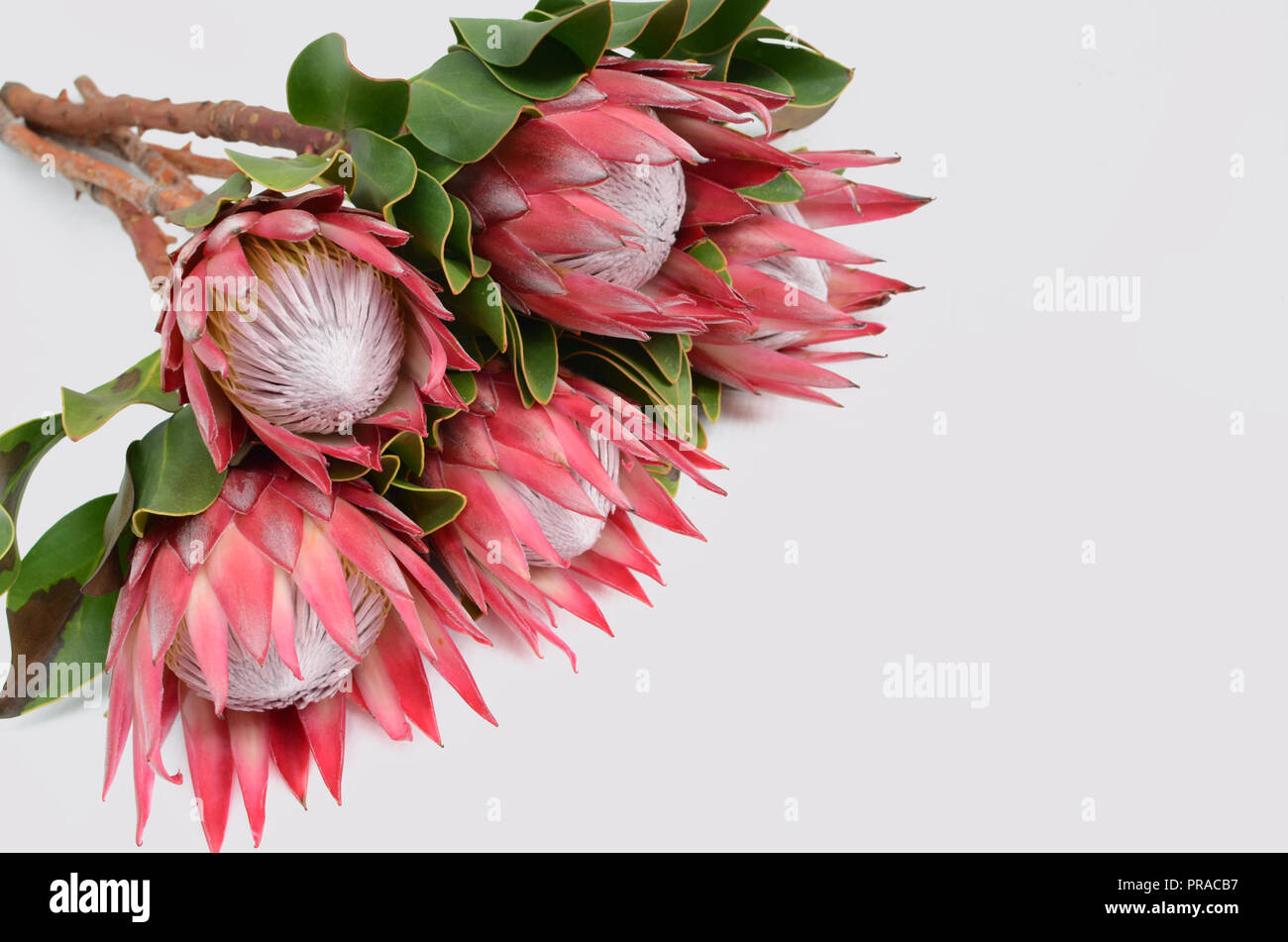 King protea plant for background Stock Photo - Alamy