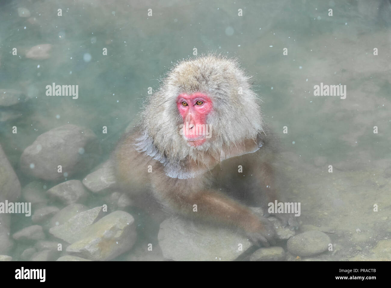 Snow monkey in the hot springs Stock Photo - Alamy