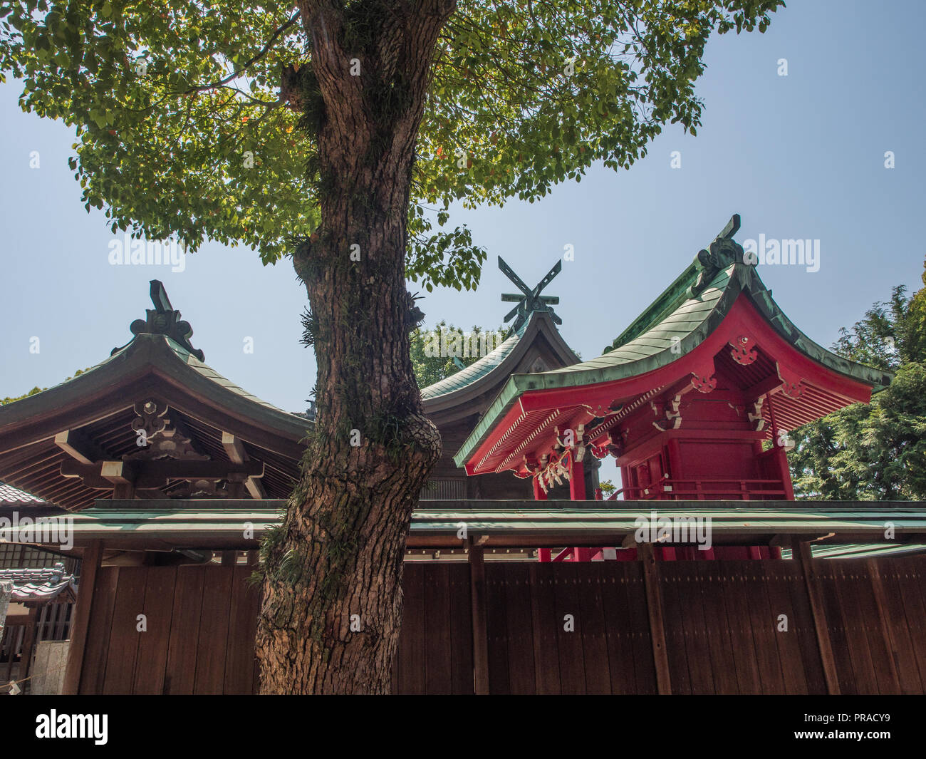 Shrine roofs, and sacred tree, Oyamazumi Jinja, Imabari, Ehime, Shikoku ...