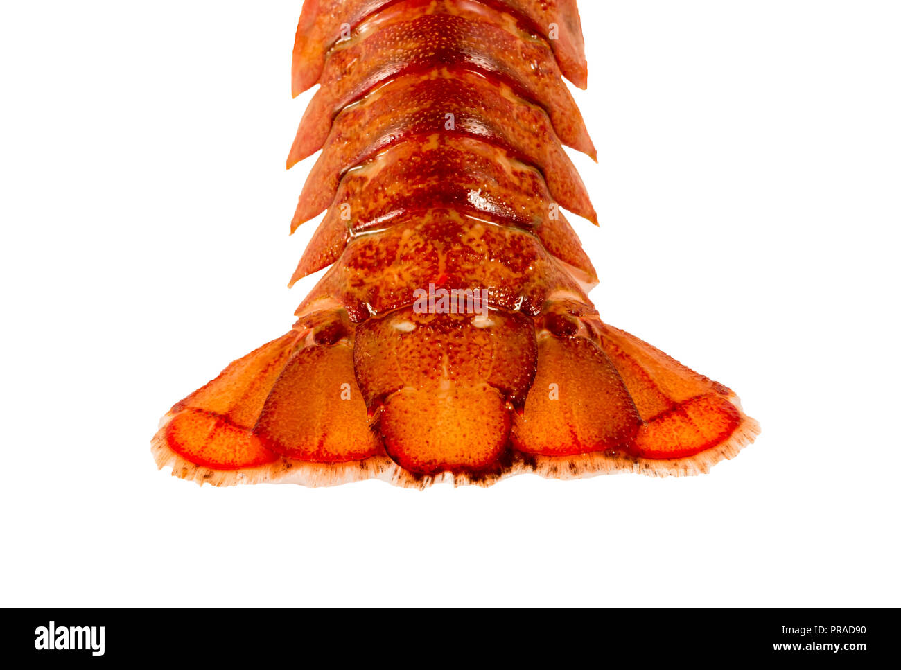Live Crawfish Stock Photos & Live Crawfish Stock Images - Alamy