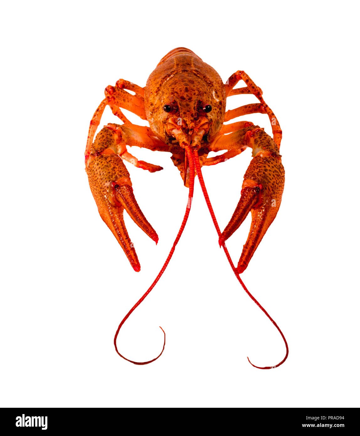 Shrimp mustache hi-res stock photography and images - Alamy