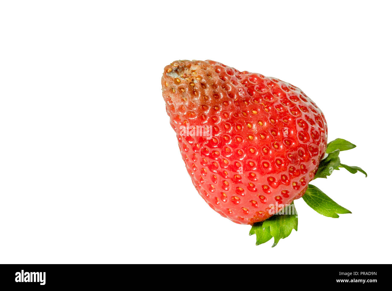 High resolution image of rotten strawberries closeup Stock Photo - Alamy