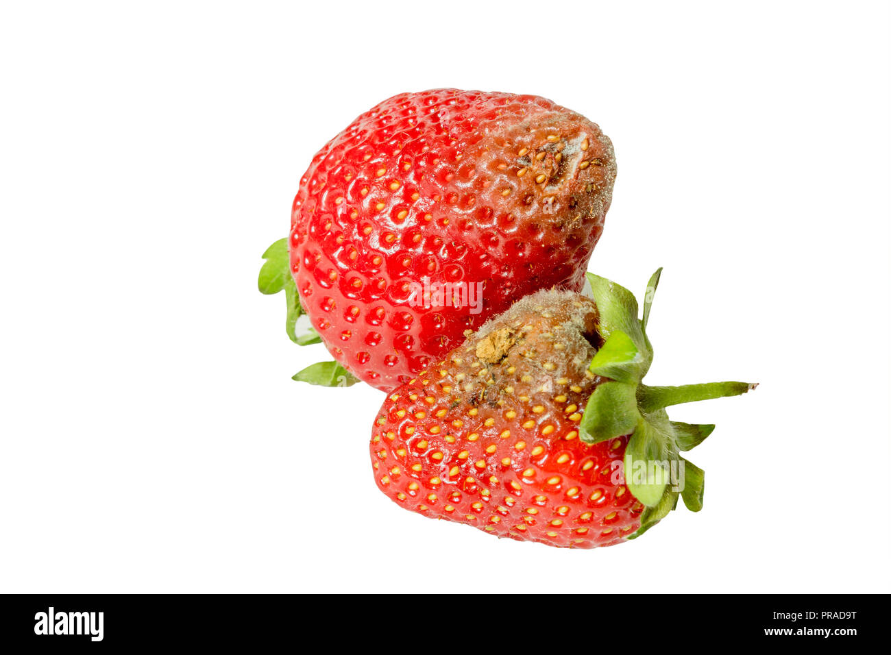 Rotten strawberry Cut Out Stock Images & Pictures - Alamy