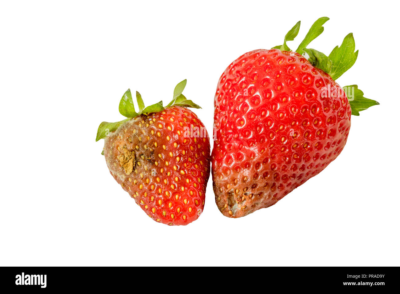 Bad Strawberries