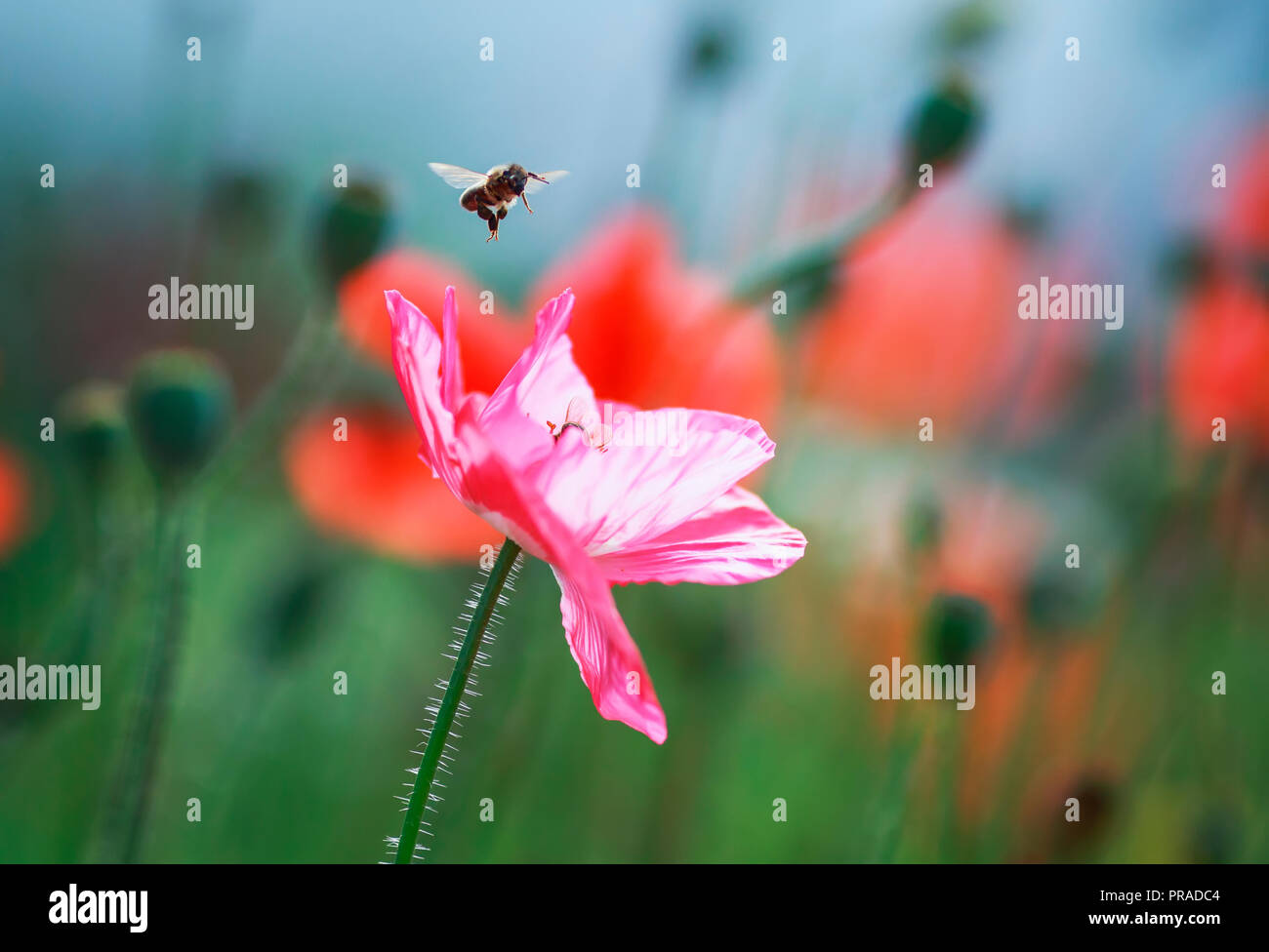 bee flying in the summer garden over the bright pink poppy flowers ...