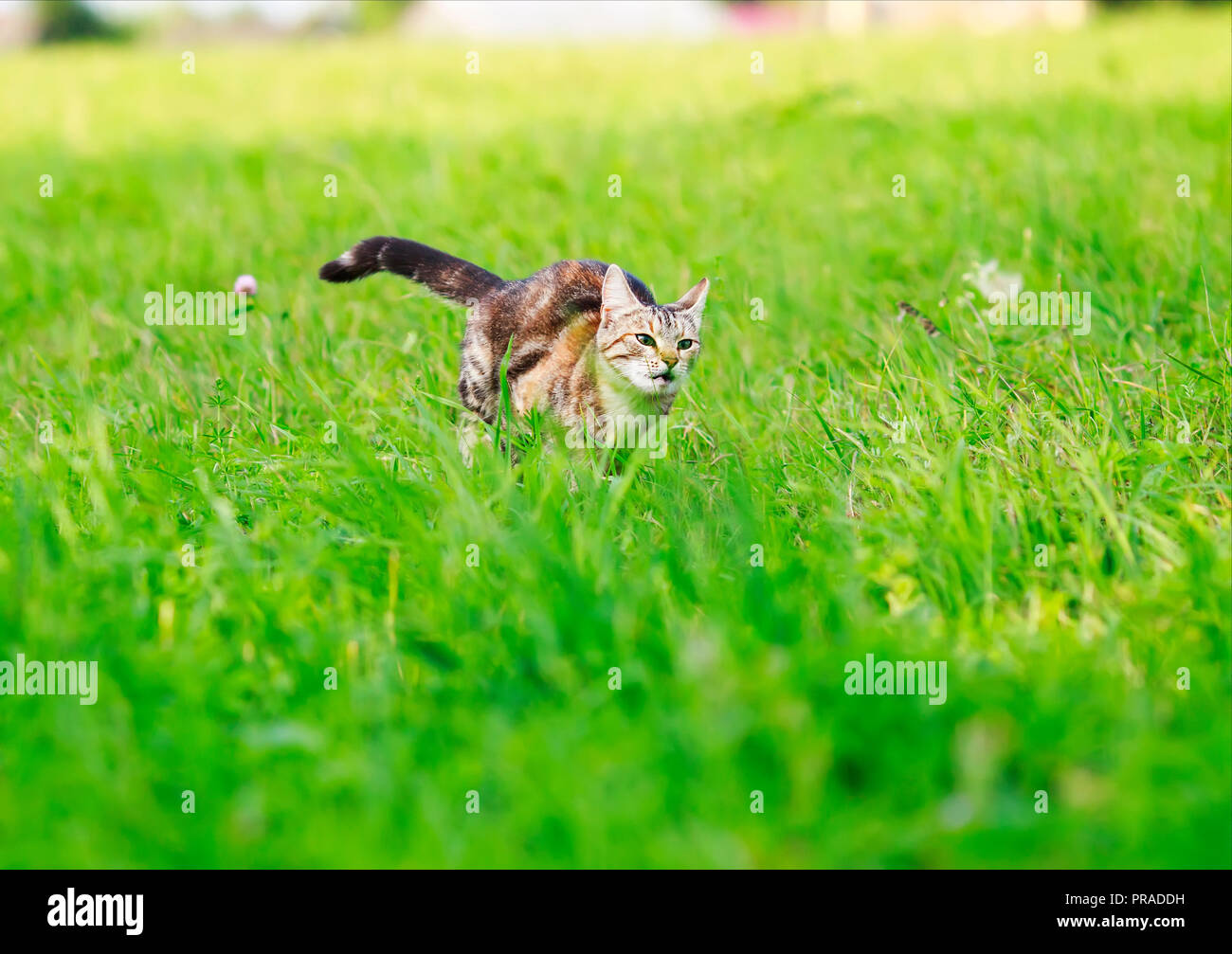 a beautiful home striped cat is running rapidly on the green grass on a ...